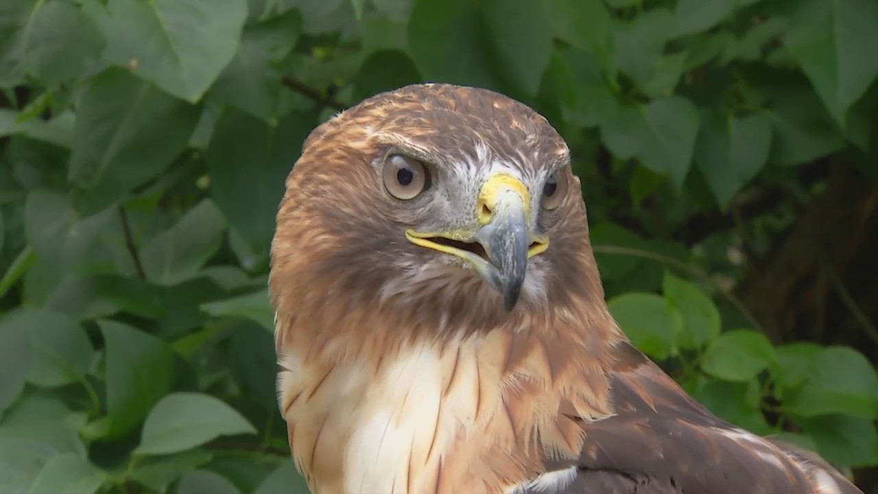 How eagles came back from nearly being extinct in NY – NEWS10 ABC