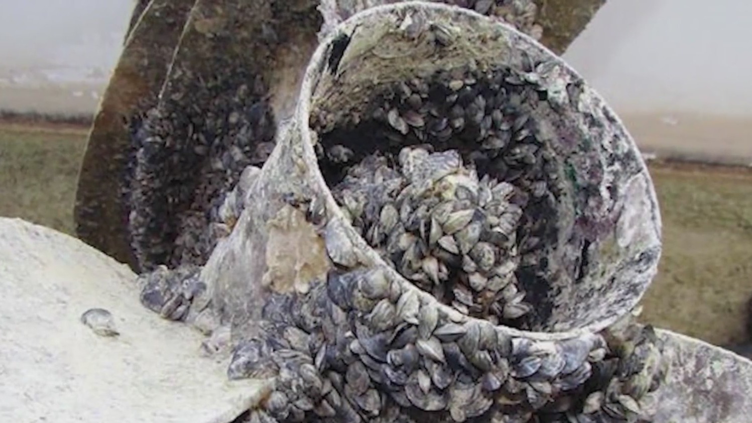 Stockton-area leaders take aim at invasive golden mussels – FOX40 News
