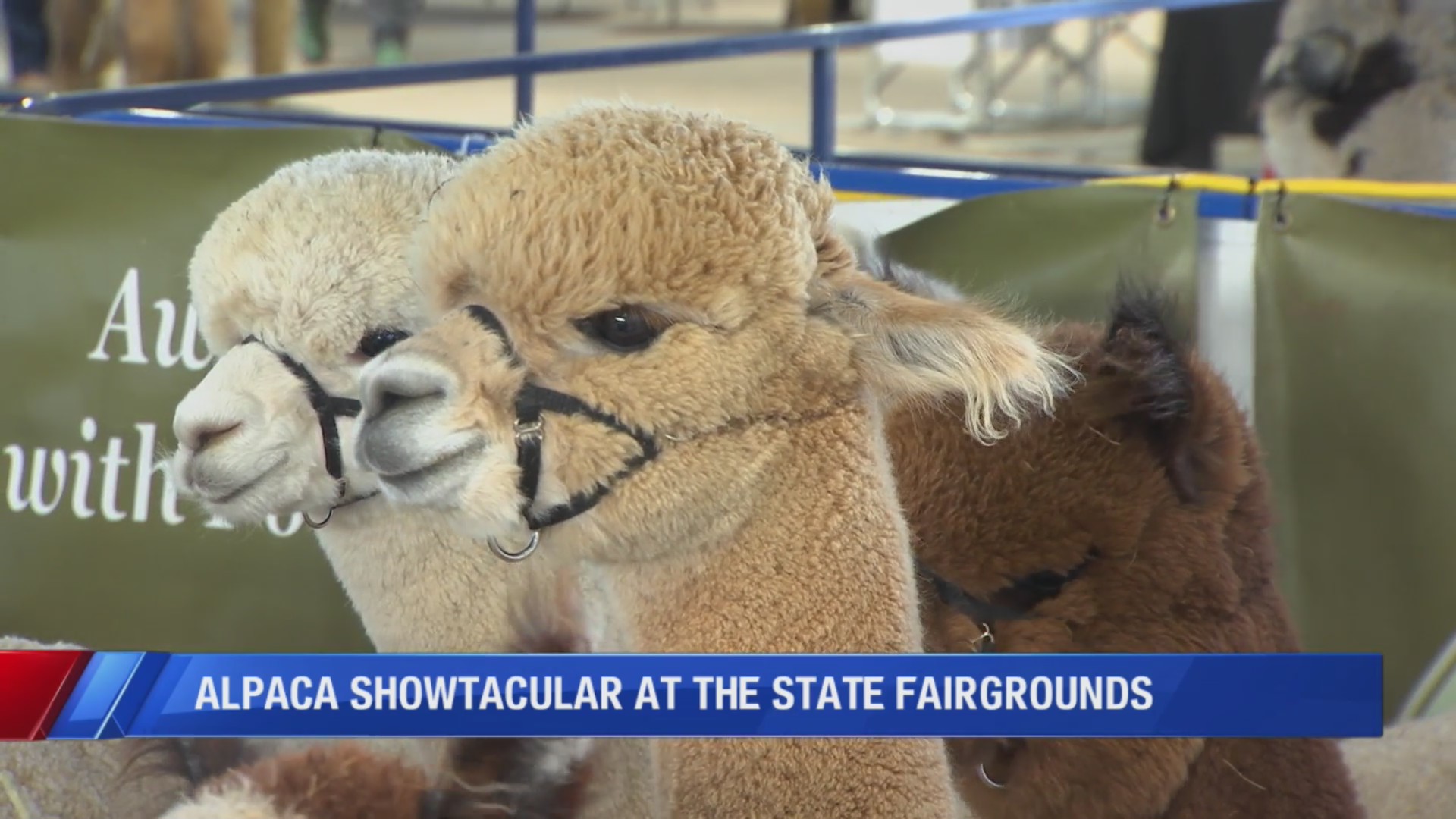 Spect-alpaca-lar alpacas show off at the Fairgrounds – WSYR