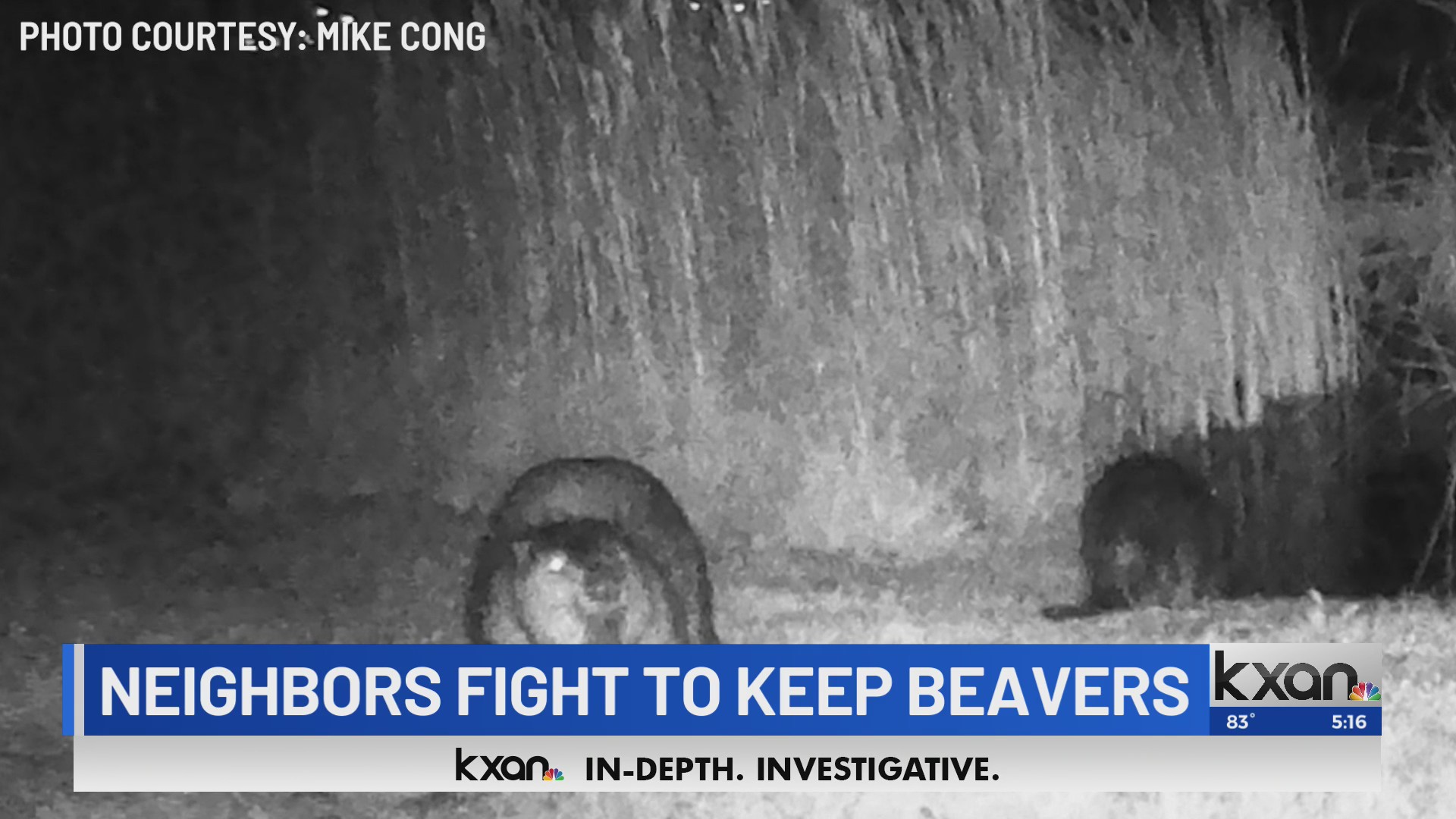 Manor neighbors fight beaver eviction – KXAN Austin