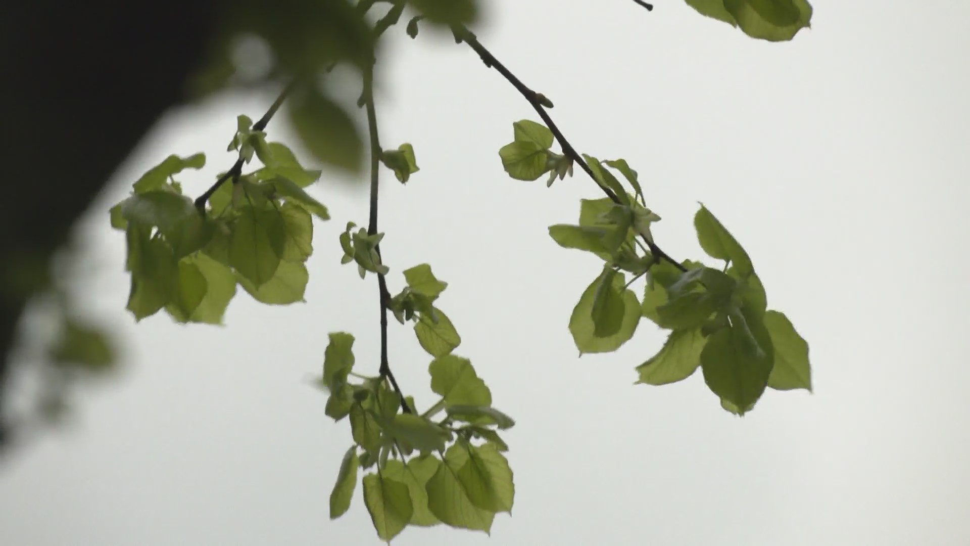Winnebago County Clerk will give you a free tree for Earth Day ...
