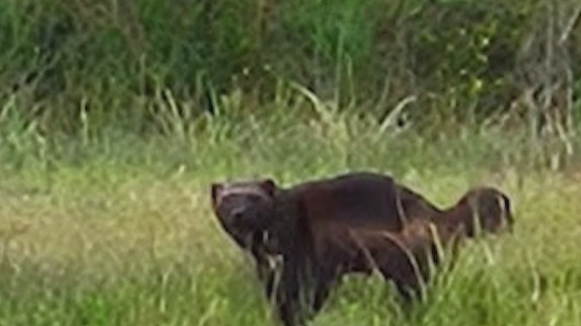 New wolverine sighting in Southwest Washington – KOIN.com