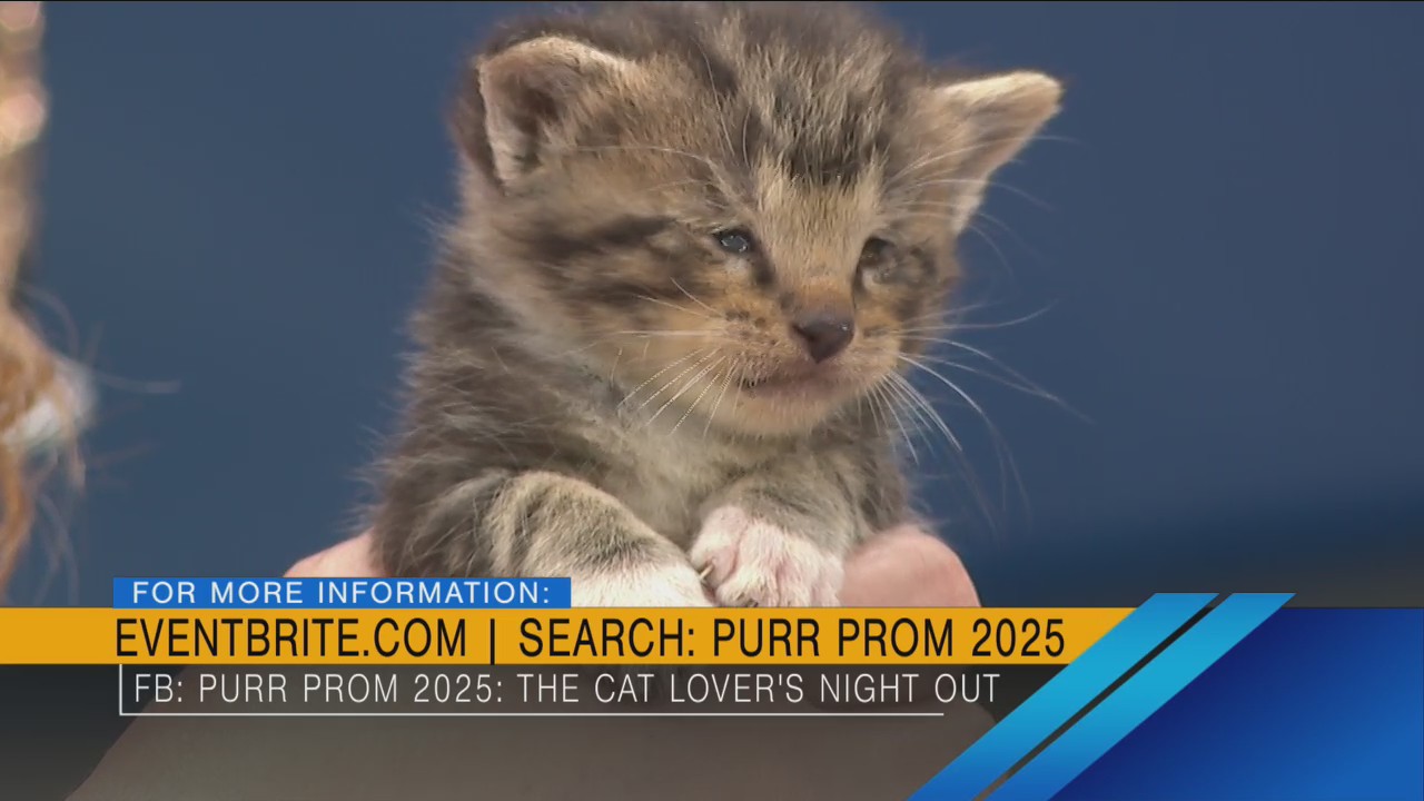 Purr Prom: A Meowgical Night for Cat Lovers – 8/4/25 – Fox 59