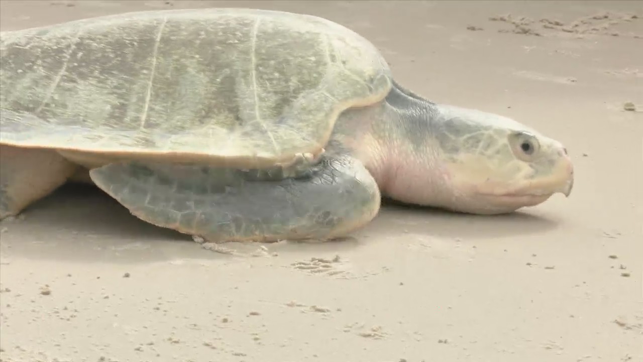 Hundreds gathered as 7 sea turtles were unexpectedly released into the ...