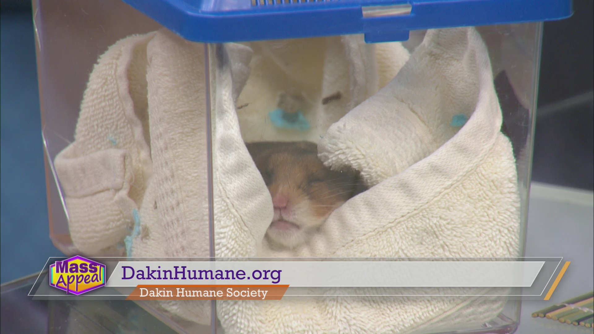 Mass Appeal Pet of the Week: Meet Heartsong! – WWLP