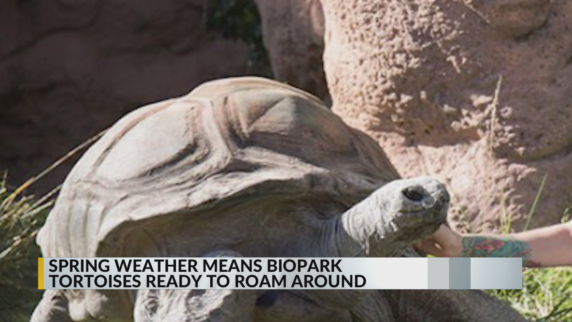 Biopark tortoises soak up spring sun – KRQE NEWS 13 – Breaking News ...