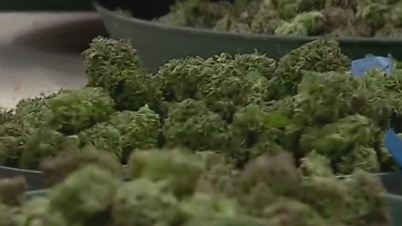 DEA will move to reclassify marijuana as less dangerous drug | Morning ...