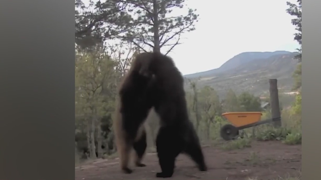 CPW shares footage of bears brawling – FOX31 Denver