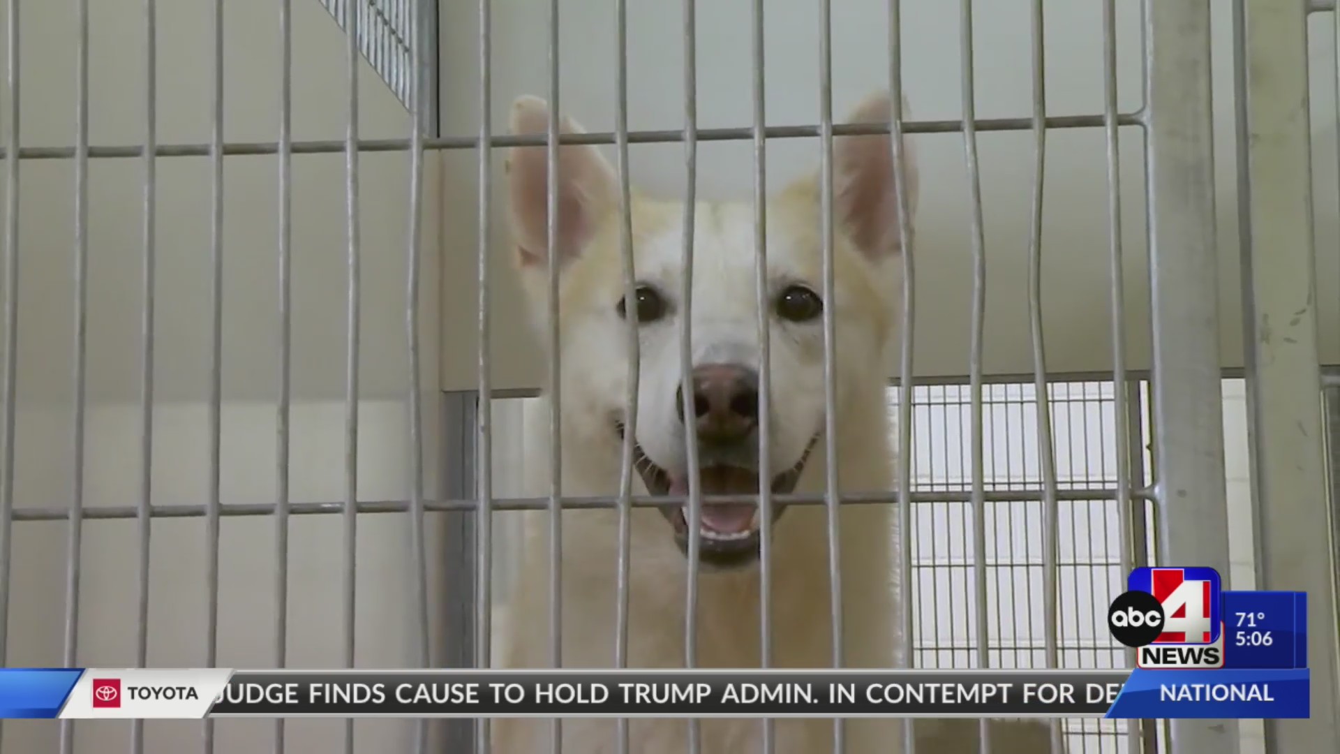 152 dogs rescued from ‘extremely poor’ conditions in Ogden home – NBC4 ...