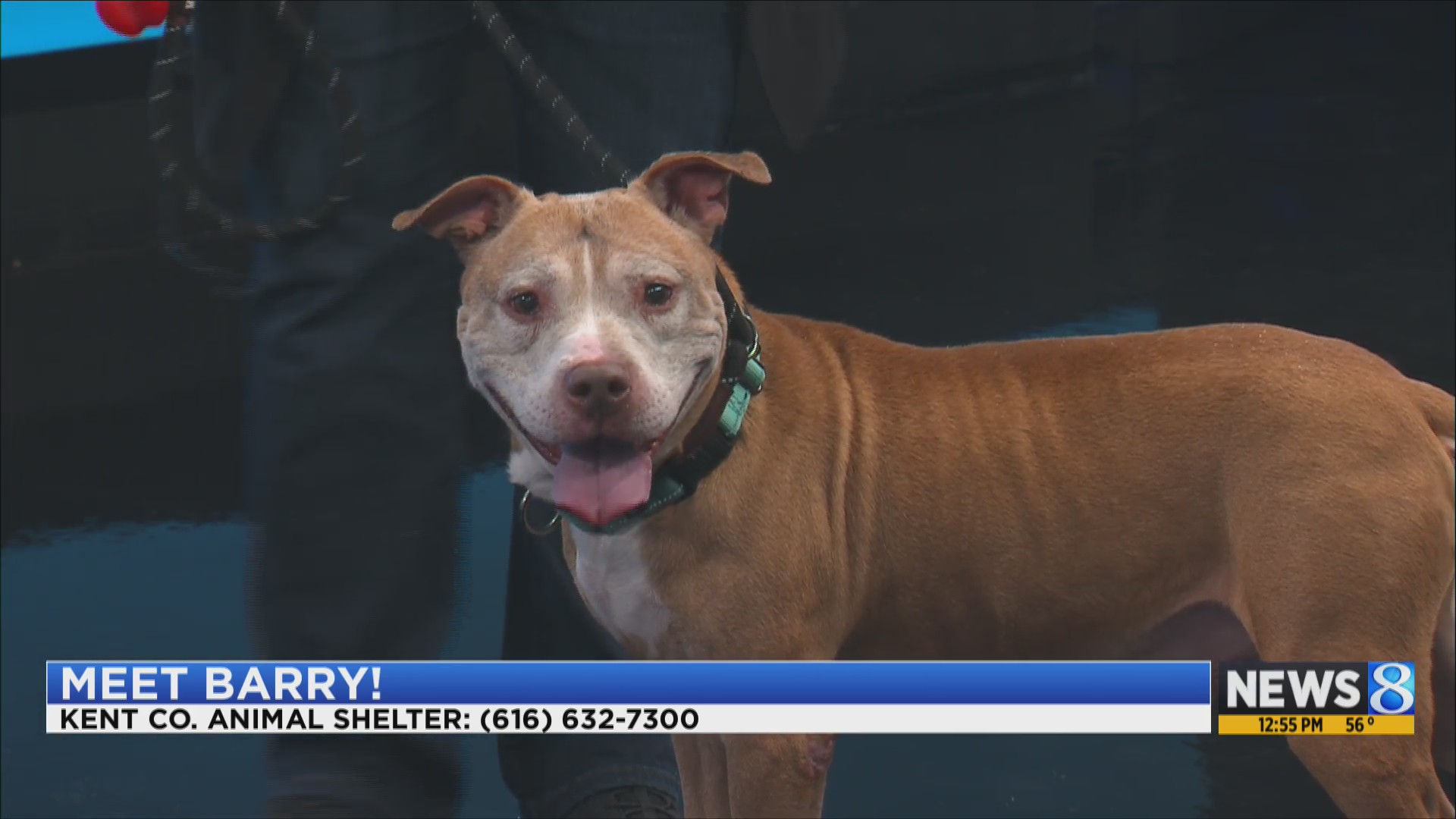 KCAS Pets of the Week: Barkley and Barry – WOODTV.com