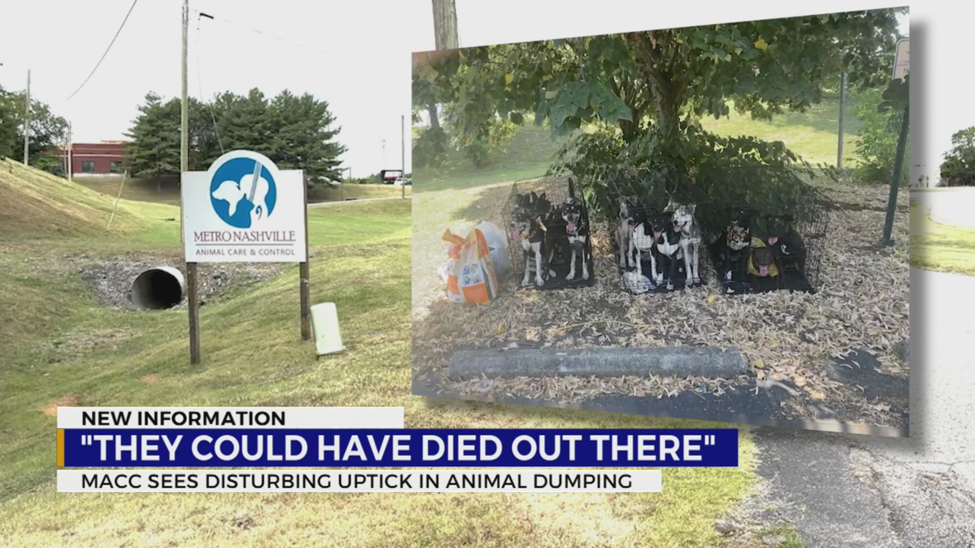 Metro Animal Care and Control urges people not to dump animals – WKRN ...