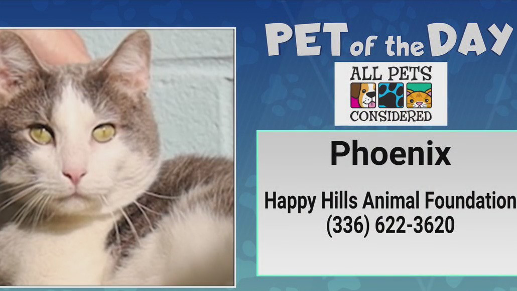 Phoenix is a sweet cat who wants to soar into your life – FOX8 WGHP