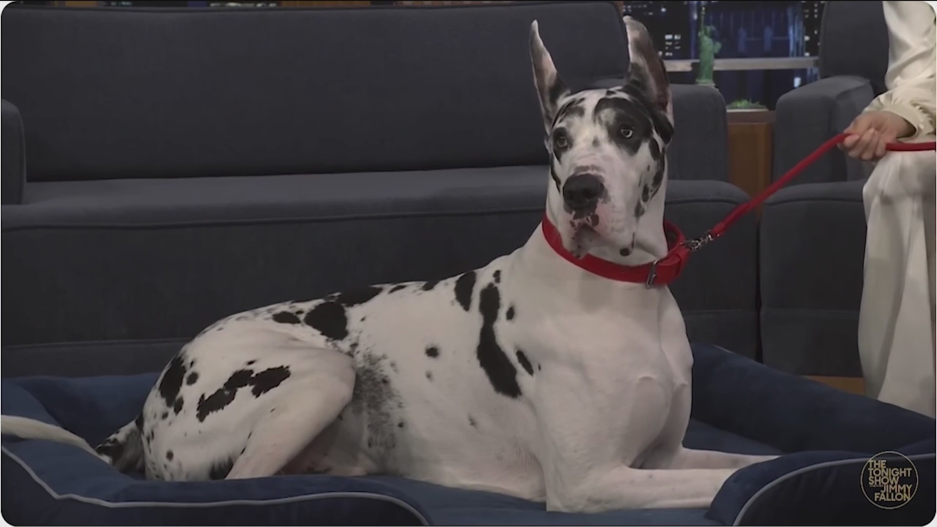 Newton dog starring in national movie – who13.com