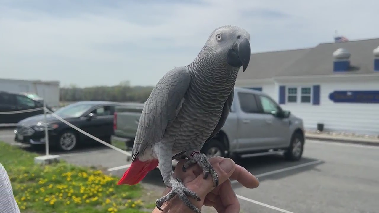 Meet Gizmo, the elusive parrot rescued by Rensselaer FD – NEWS10 ABC