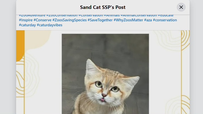 Sand cat at Greensboro Science Center advances to final round of ...