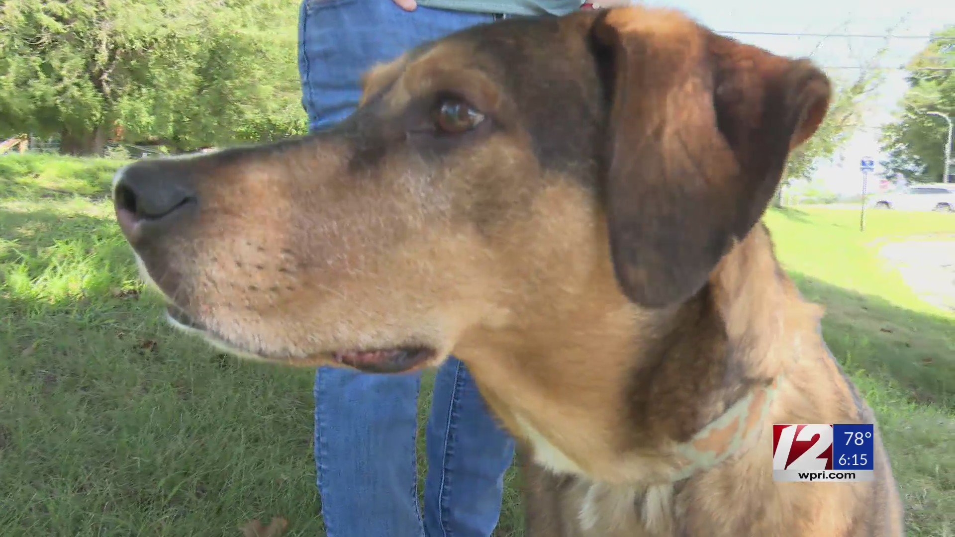 ‘That’s barbaric’: Johnston mayor seeks to change dog-barking ordinance ...