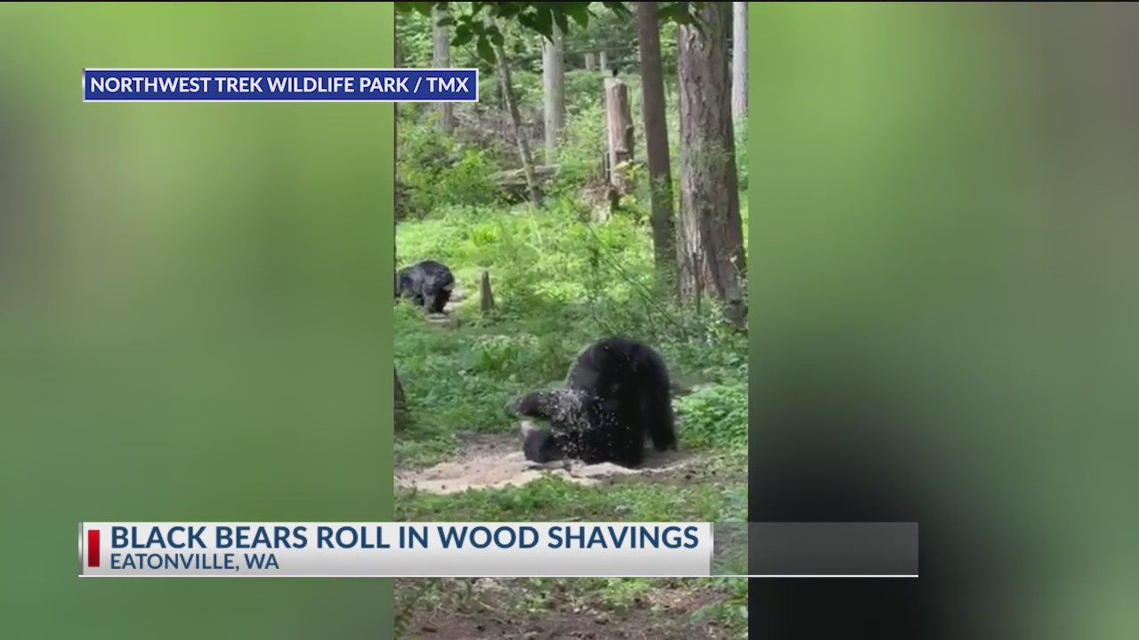 Black bears have a blast at Washington Wildlife Park – KSNT 27 News