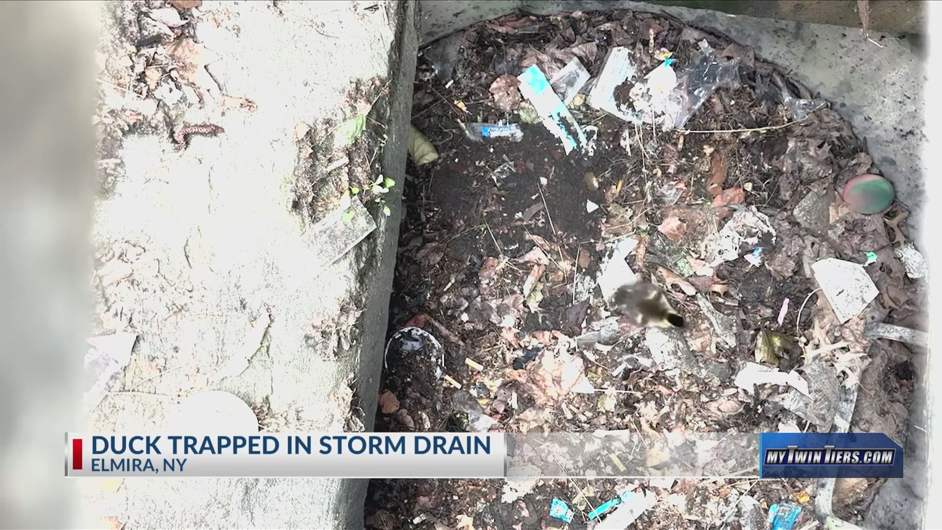 Baby duck trapped in storm drain in Downtown Elmira – WETM ...