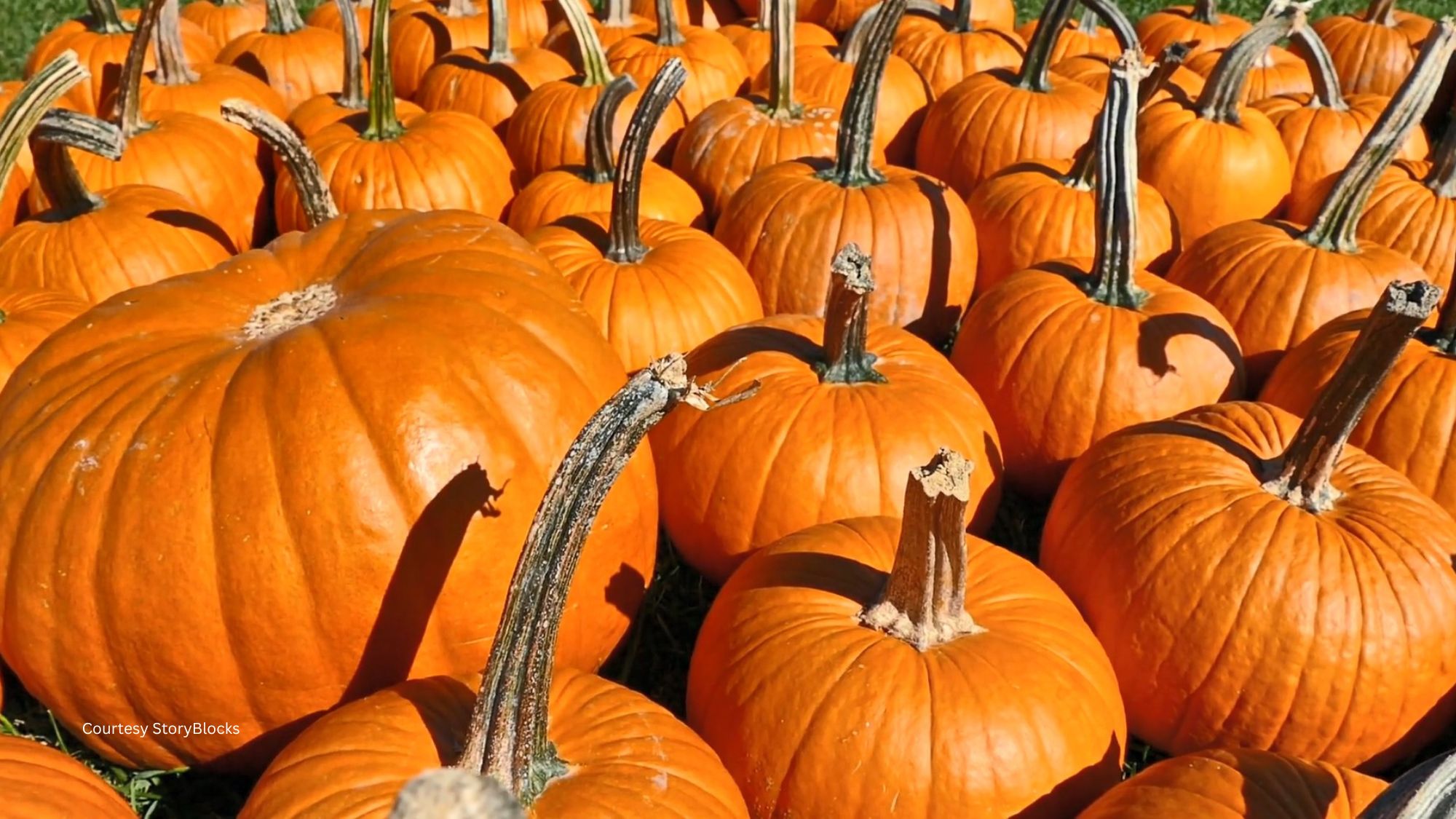 It’s pumpkin picking seson – KHON2