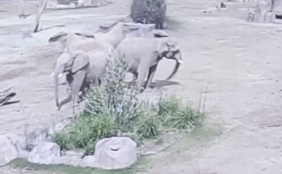 Watch: Elephants at San Diego Zoo Safari Park form protective circle during San Diego earthquake ...