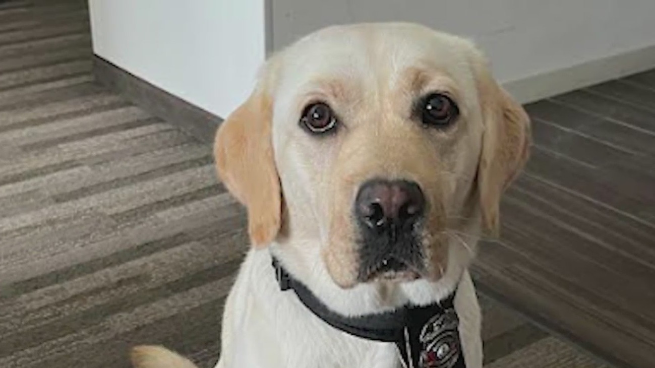 Accelerant-detection therapy dog added to Colorado fire team – FOX31 Denver