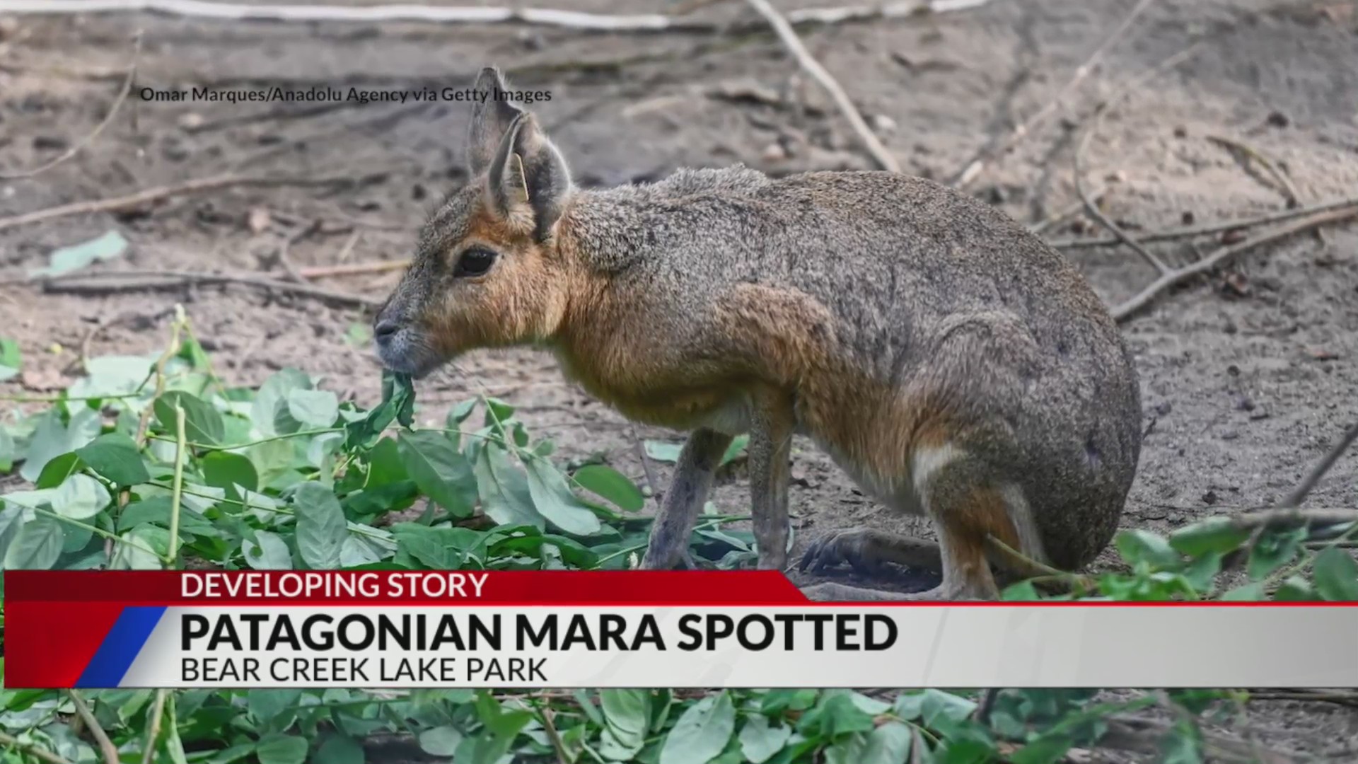 Rabbit-like animal from South America spotted in Bear Creek Lake Park ...