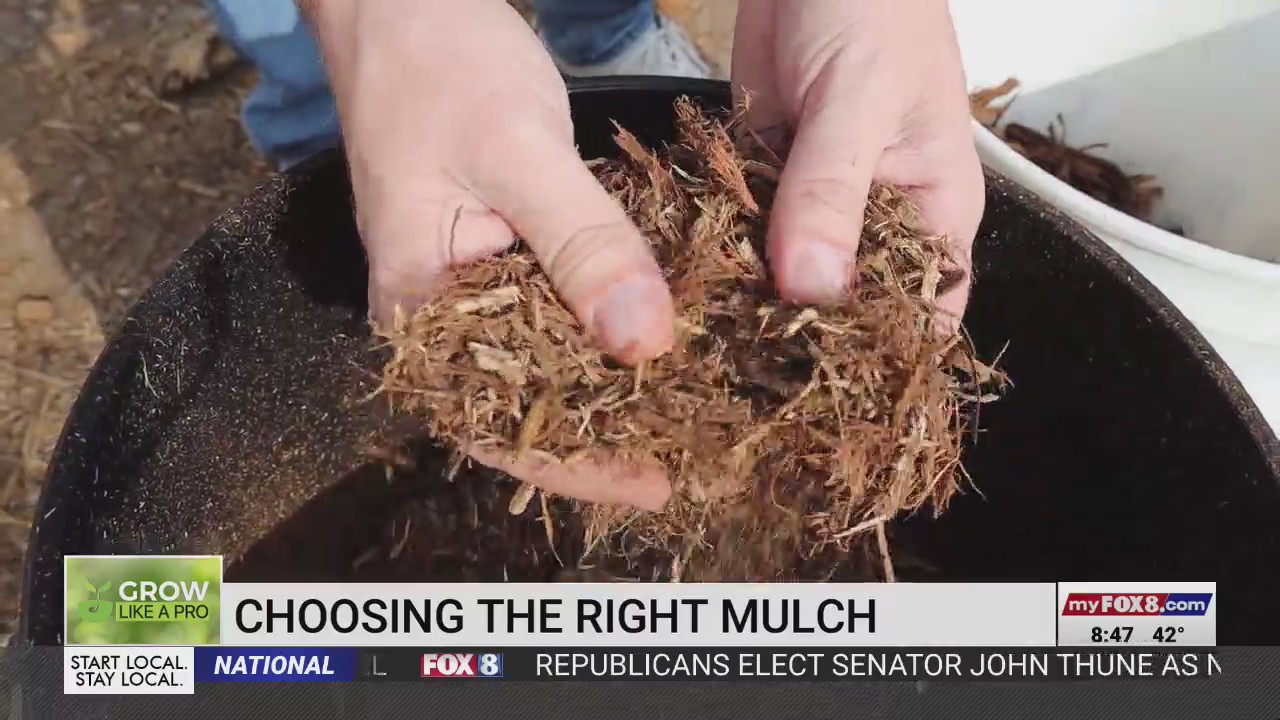 Choosing the right mulch for your garden – FOX8 WGHP