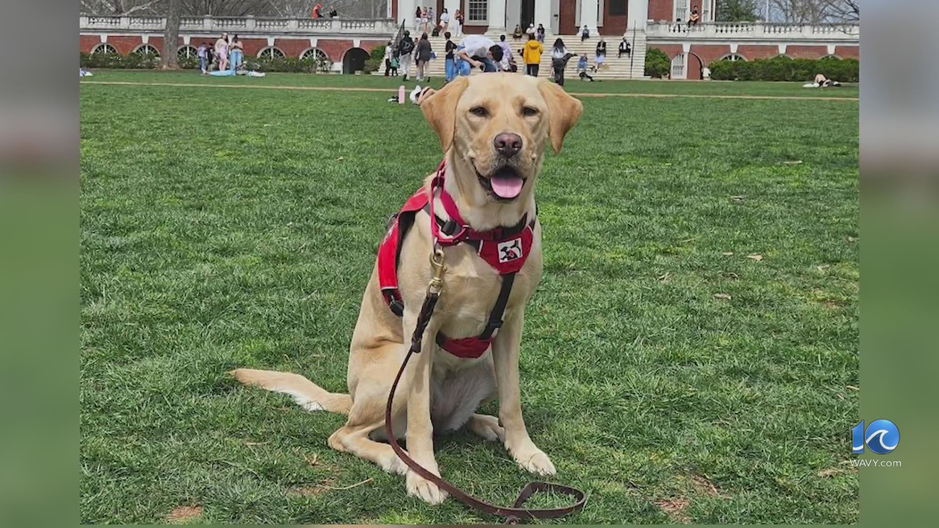 Service Dogs of Virginia partners with prosecutors in Virginia Beach ...