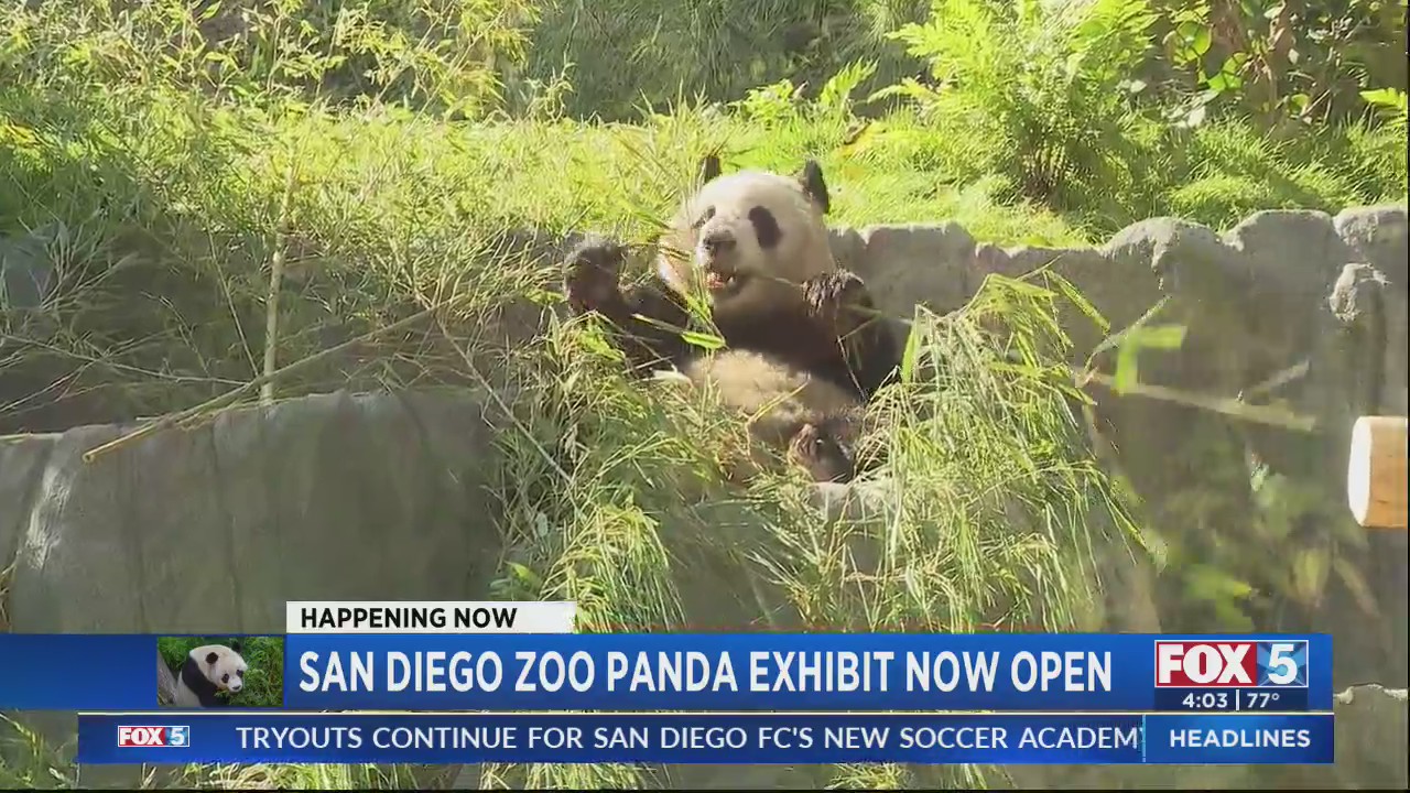 Giant panda exhibit opens at San Diego Zoo – FOX 5 San Diego & KUSI News