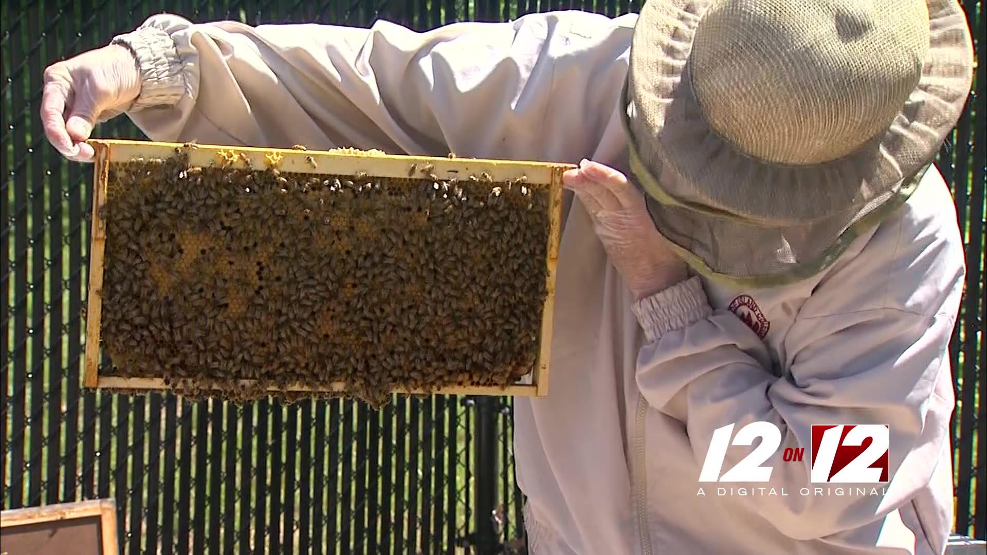 Disappearing Bees: The threats native pollinators are facing – WPRI.com