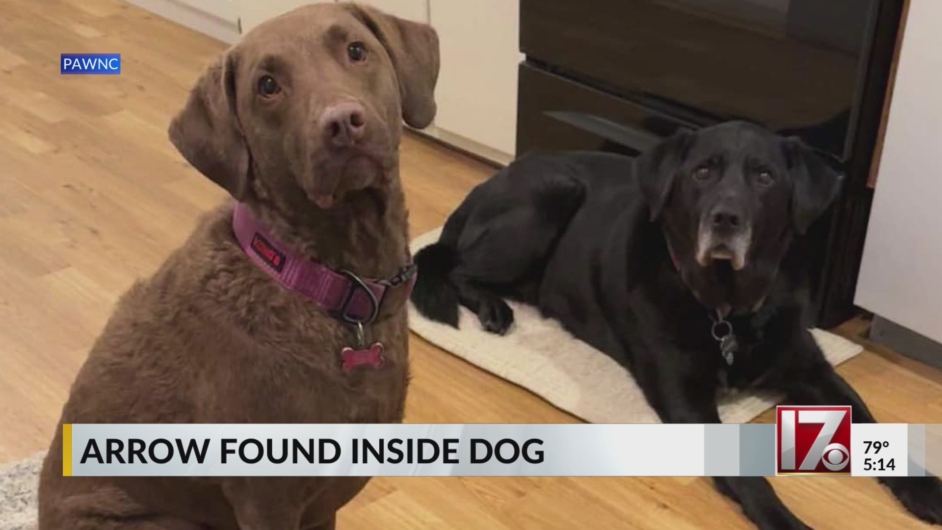 Dog with arrow in body found in Nash County – CBS17.com