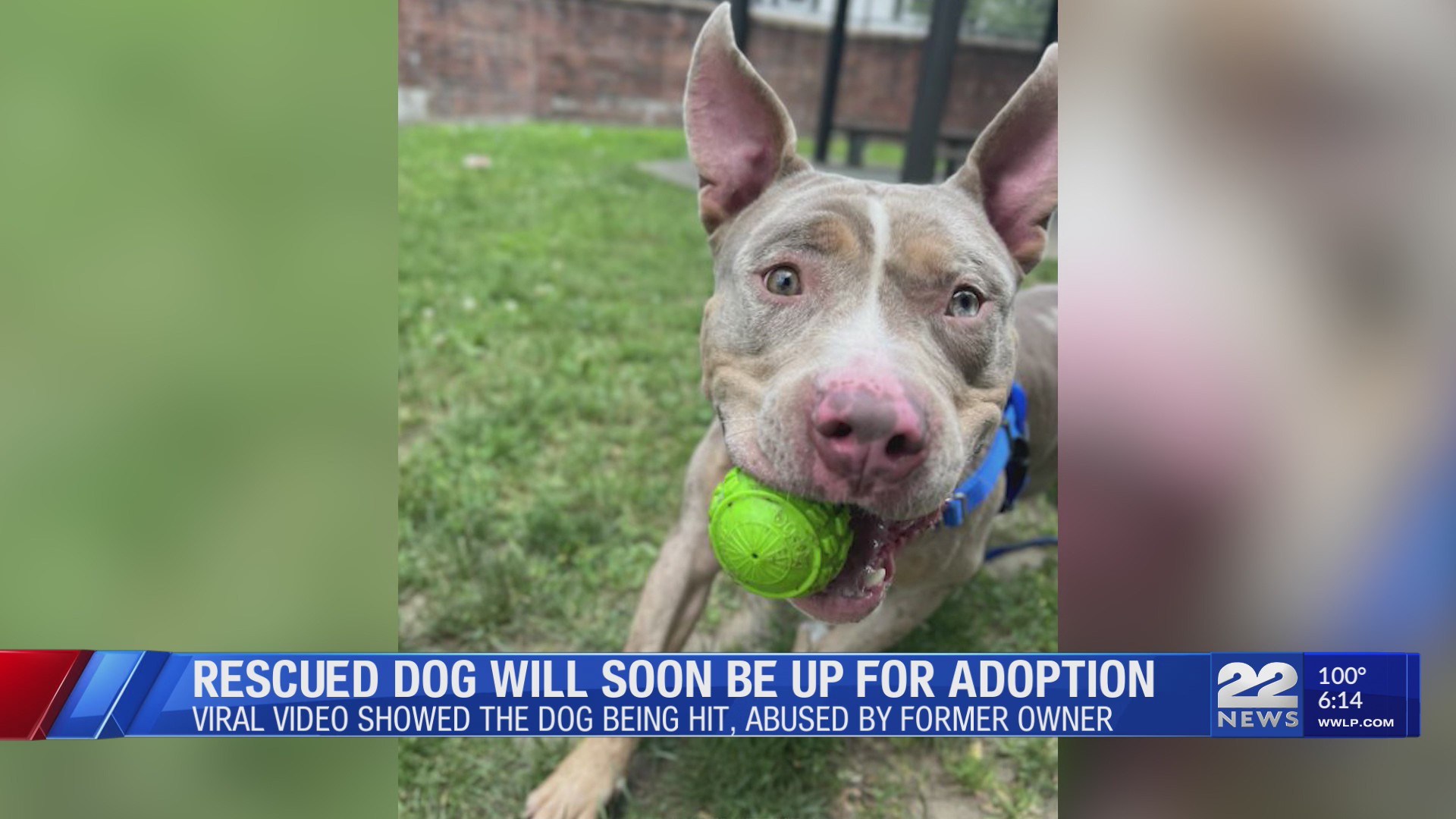 Pit bull mix Pluto seeks new home after video shows alleged abuse in ...