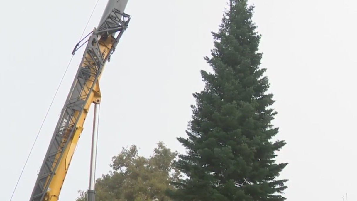 60’ tall holiday tree has arrived at the Old Sacramento Waterfront ...