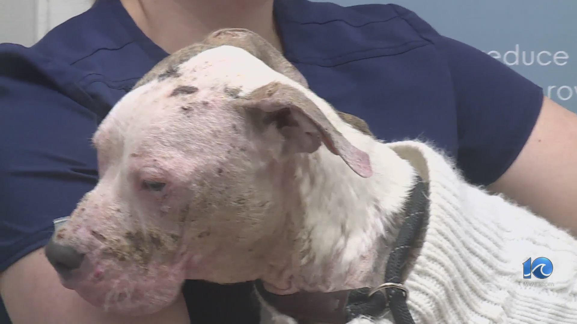 Norfolk SPCA: Rescued puppy is improving – WAVY.com