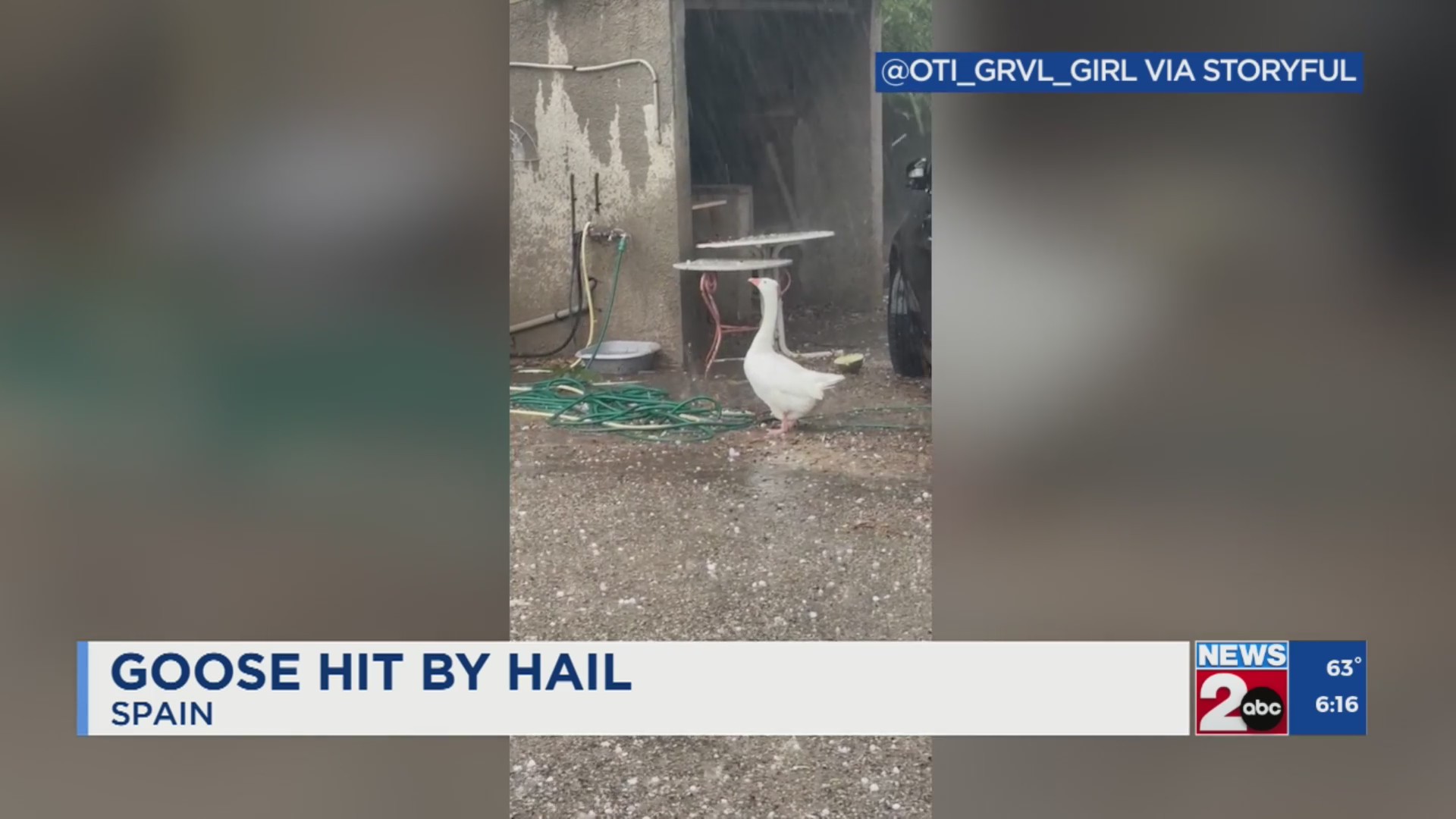 WATCH: Goose stands tall despite hail storm – WKRN News 2