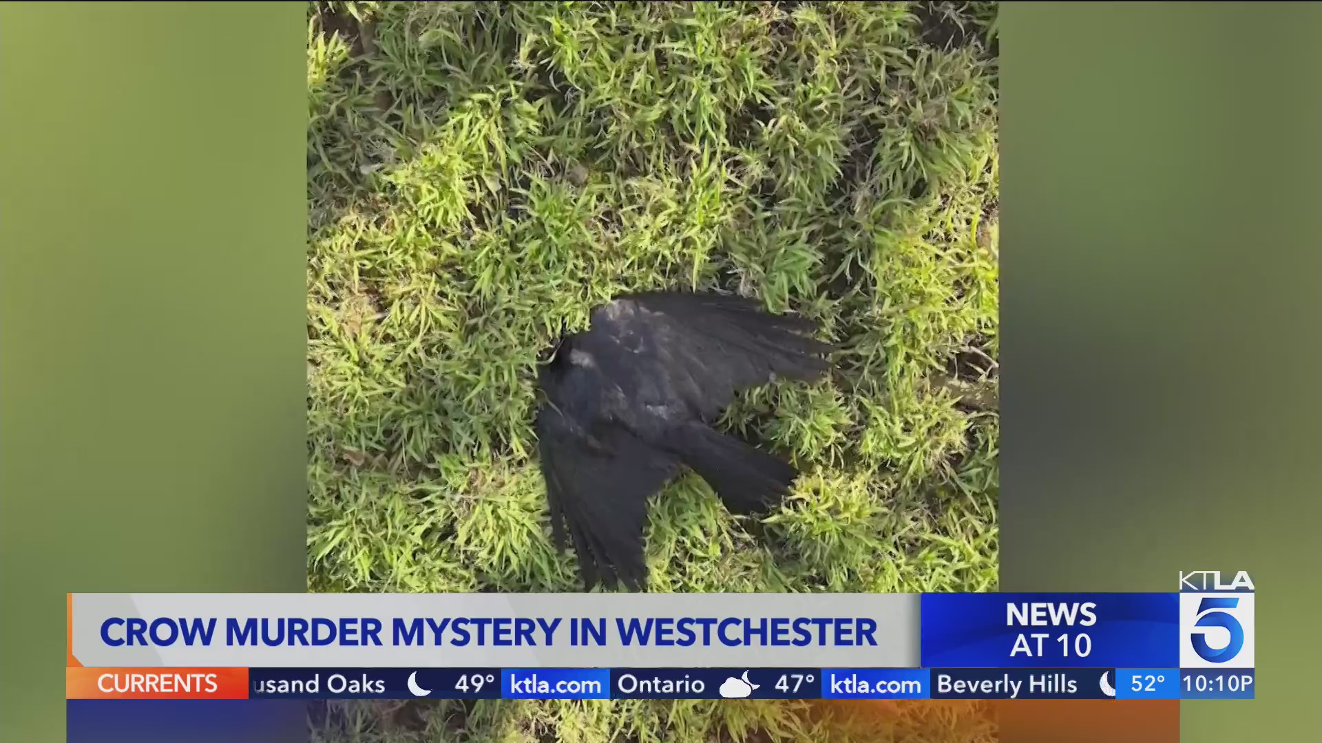 Crow murder mystery in Westchester – KTLA