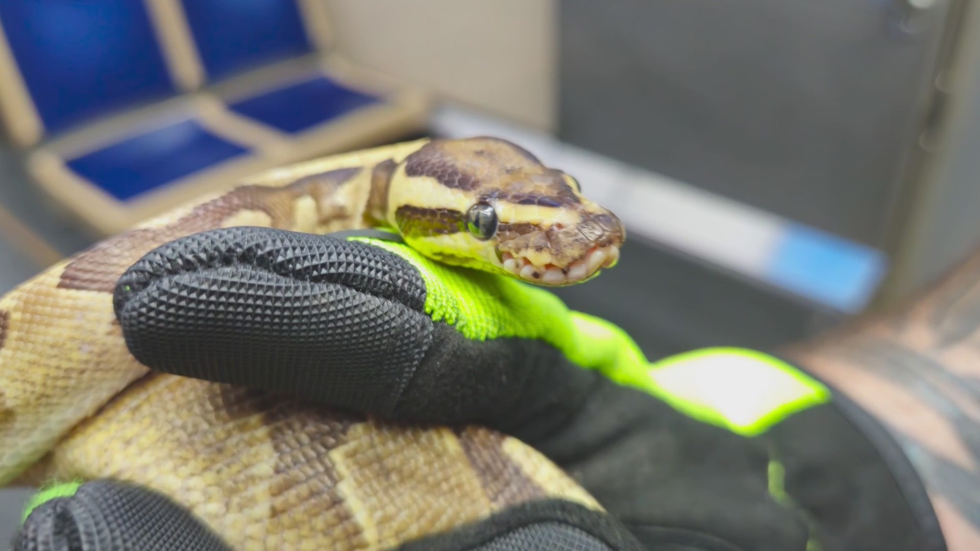 Man’s pet ball python rescued after getting loose on CTA train car – WGN-TV