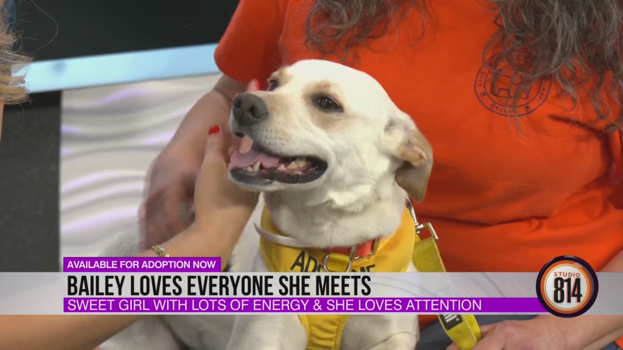 Meet Bailey Nicole from the Central PA Humane Society – WTAJ – www.wtaj.com