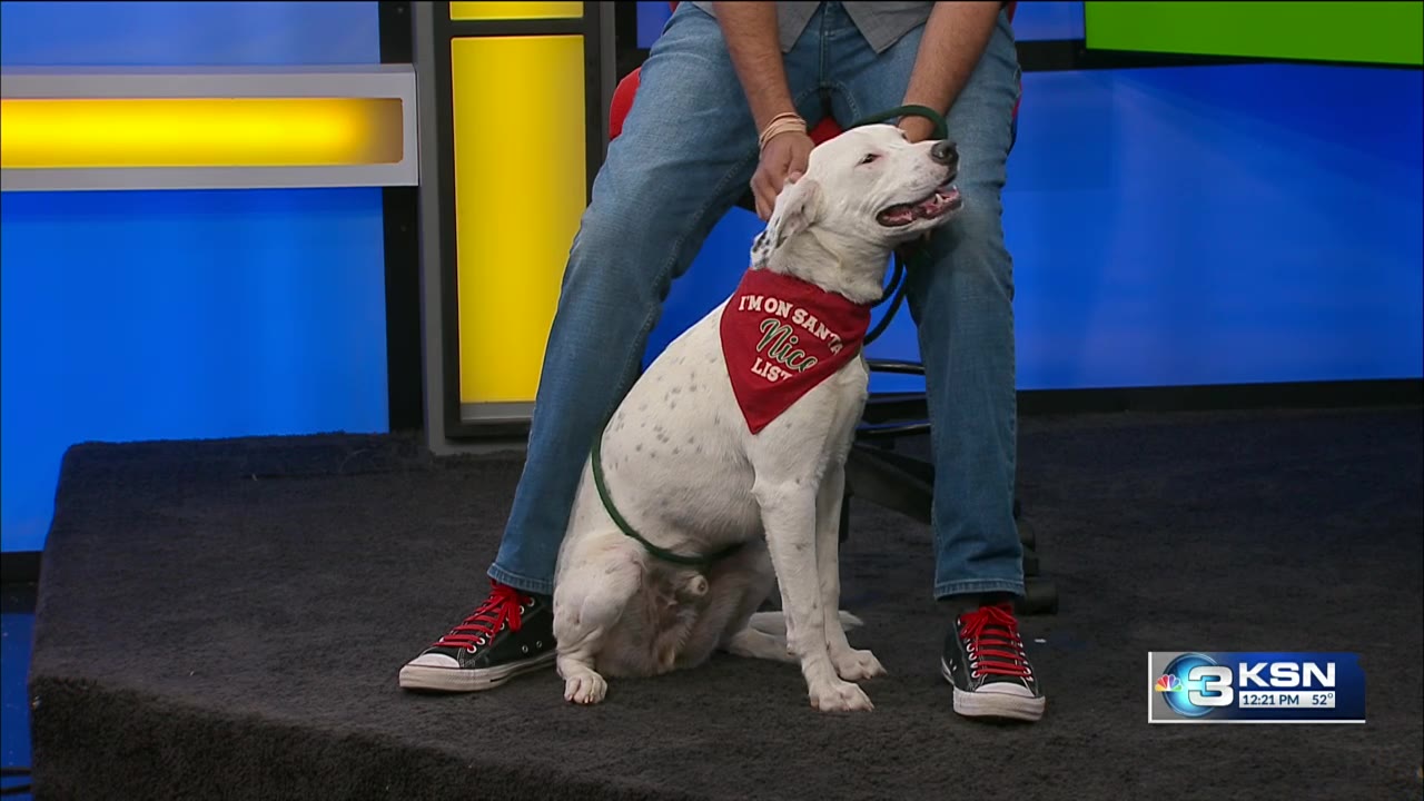 Pet Project: Napoleon wants to conquer your heart – KSN-TV