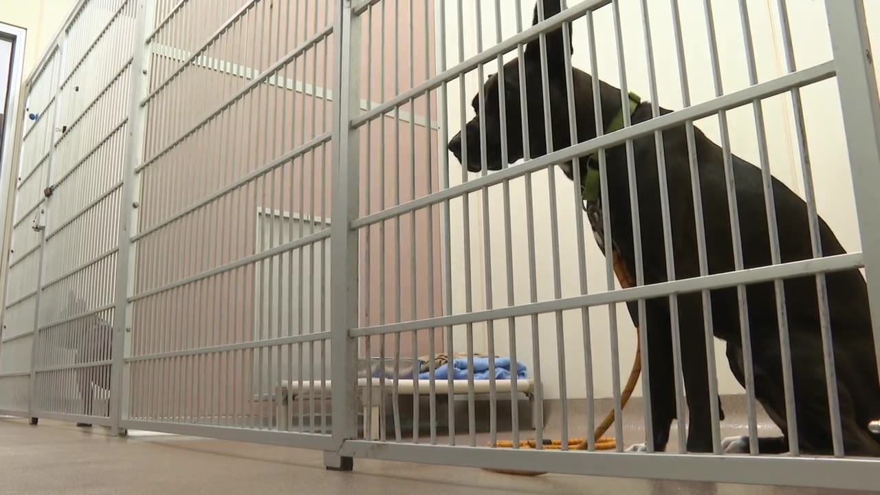 ‘Busiest time of year’: Oshkosh Area Humane Society receives uptick in ...