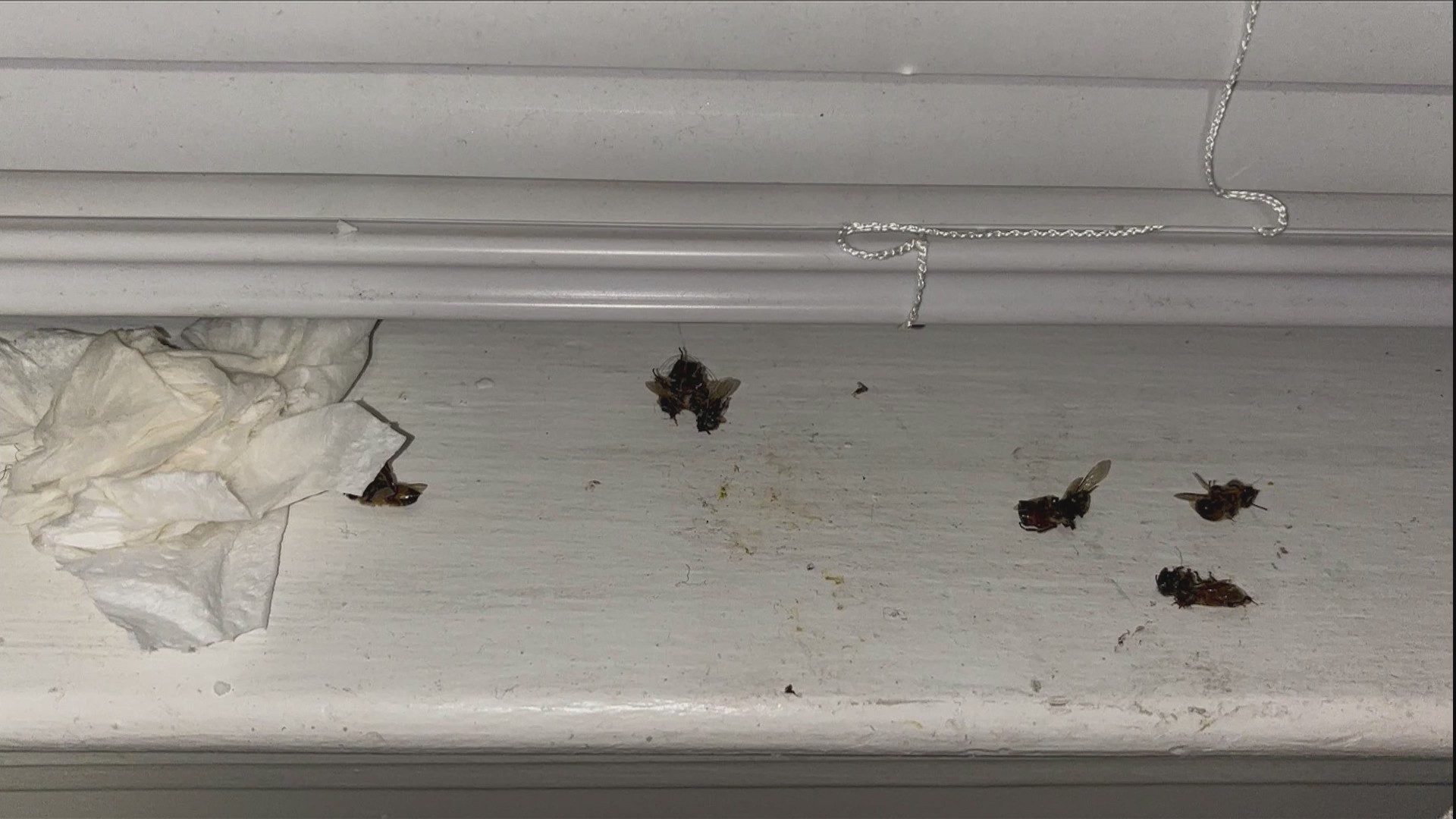 Port Wentworth woman living in bee infested apartment – WSAV-TV