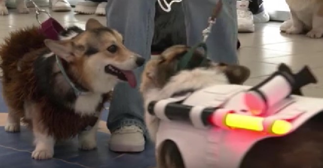 Corgis dress in Star Wars outfits for anniversary of exhibition in ...