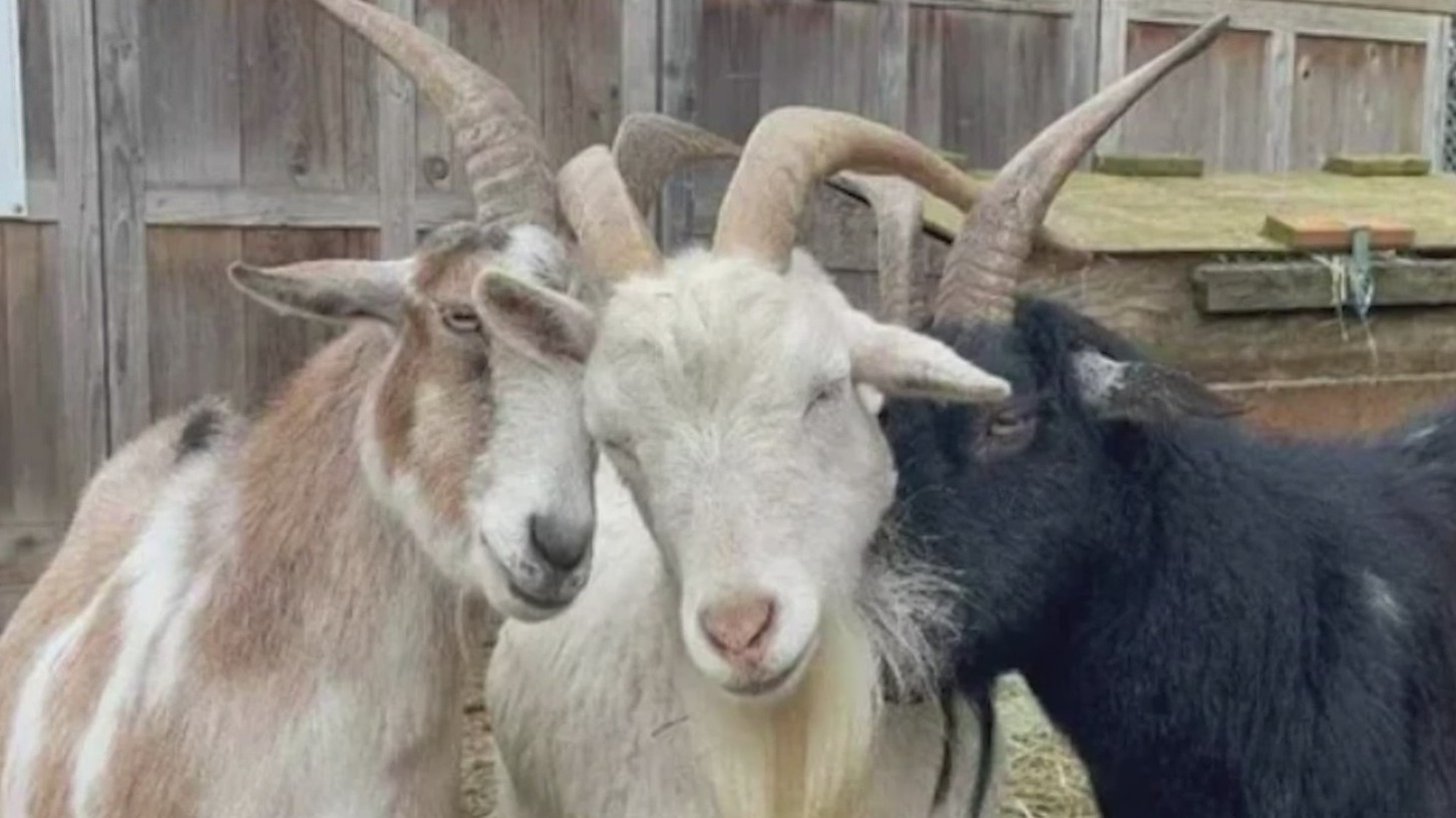 The Belmont Goats seek final home for aging herd before lease expires ...
