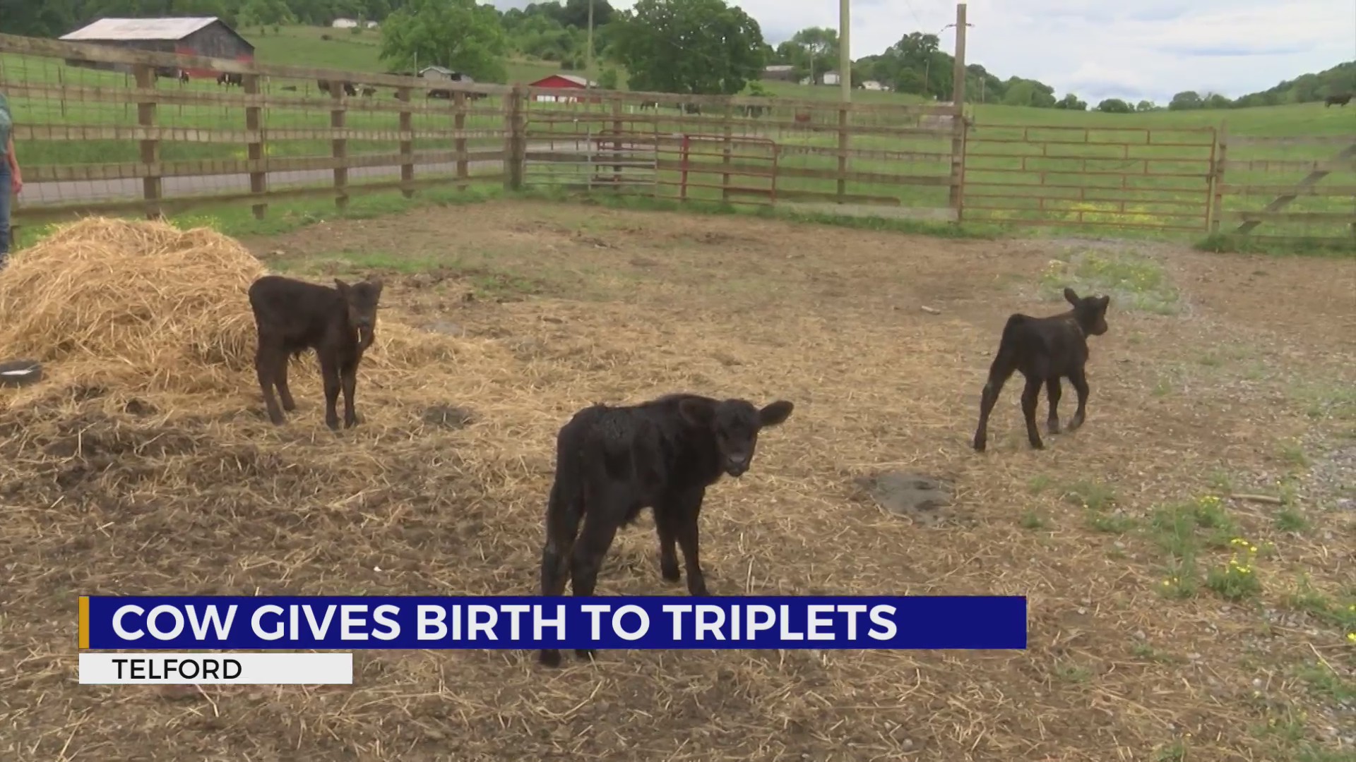 Telford couple’s cow births rare triplets – WJHL | Tri-Cities News ...