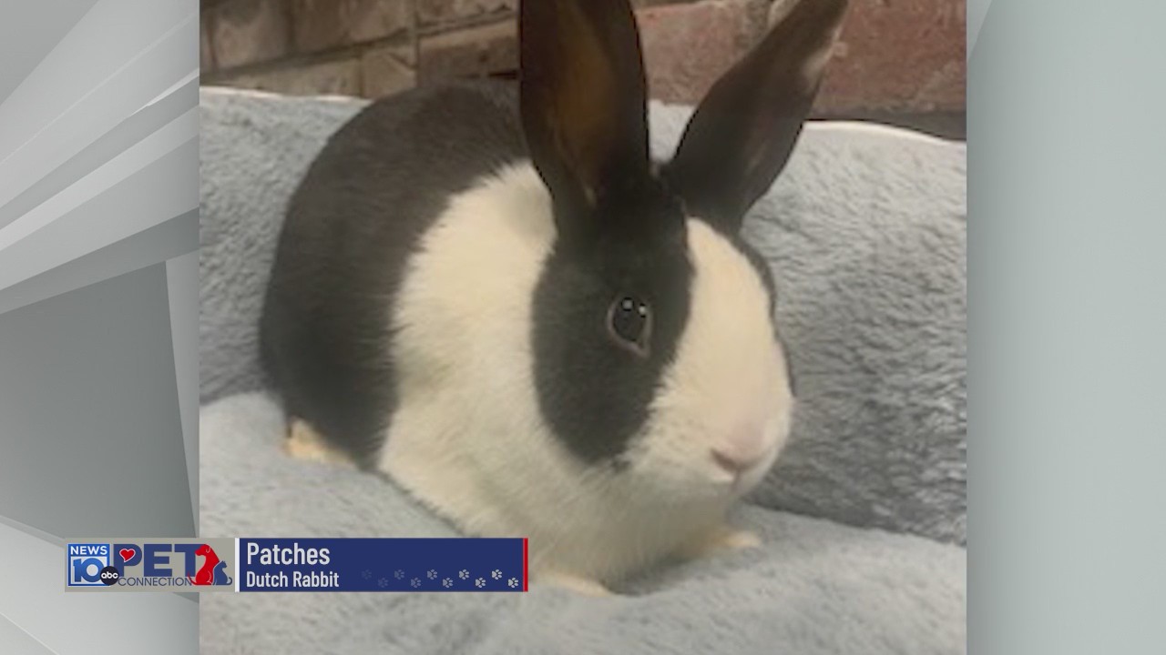 Patches – NEWS10 ABC