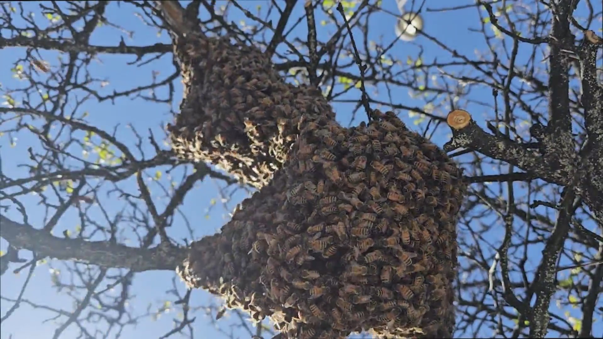 Bee swarm season arrives early to the Denver area – FOX31 Denver