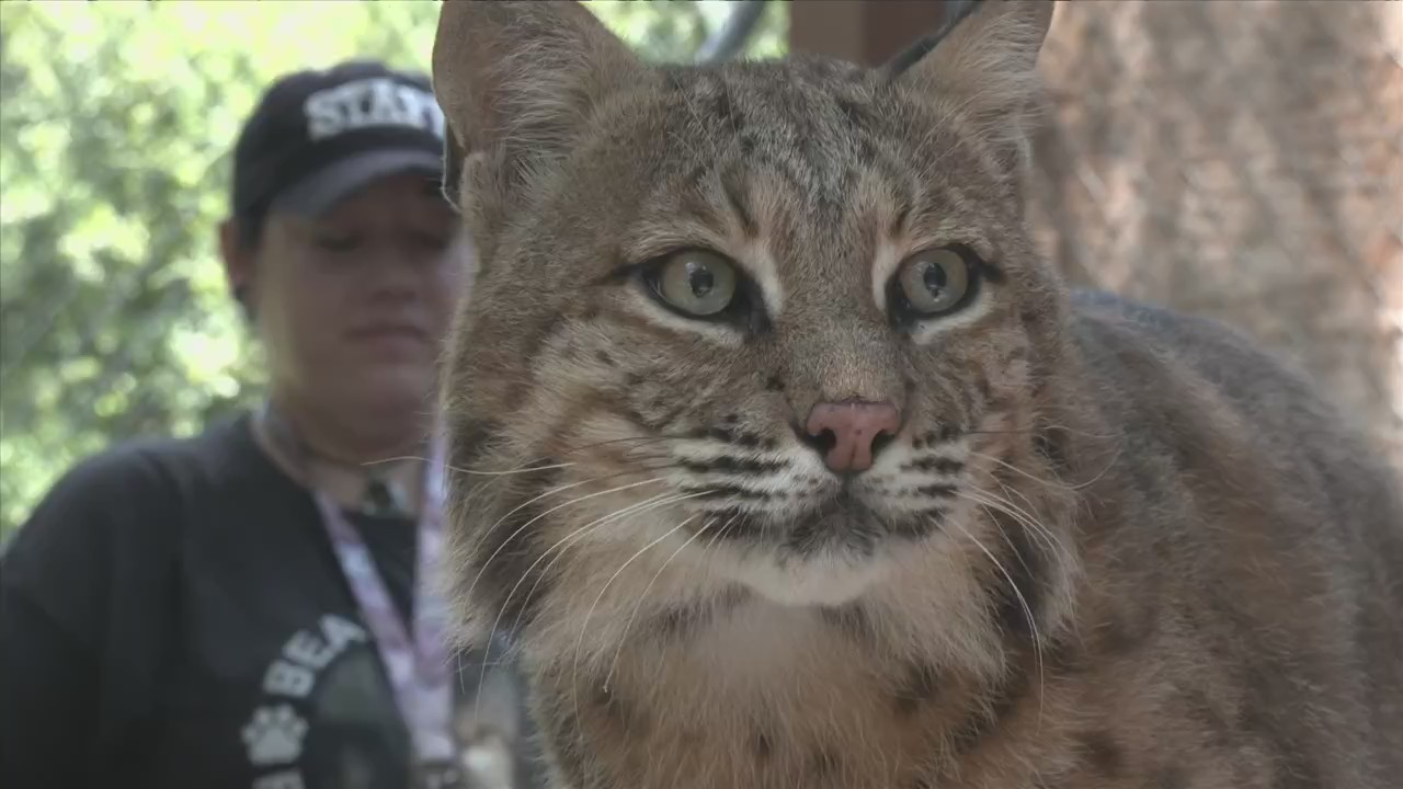 BCFC hosts first-ever ‘Big Cats, Big Impact’ event to give back to the ...