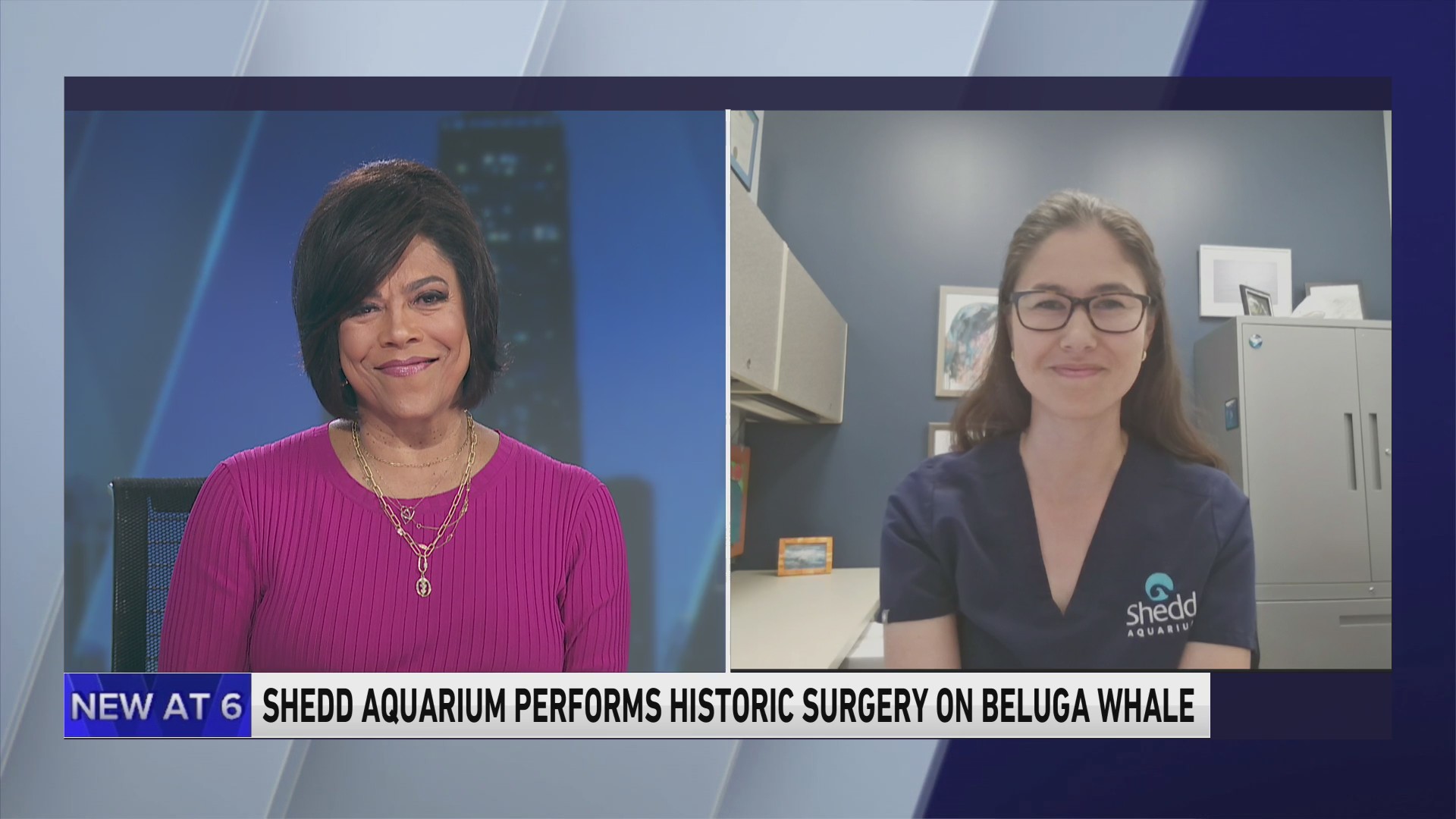 Shedd Aquarium Performs Historic Surgery on Beluga Whale – WGN-TV
