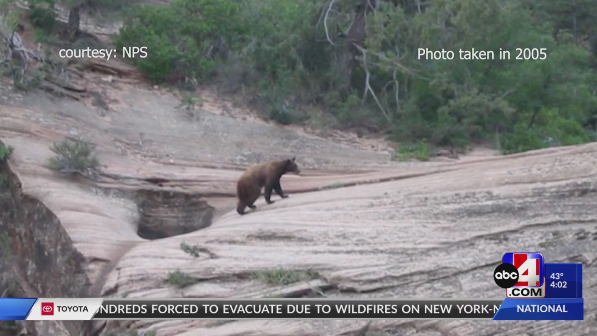 Zion National Park — Here’s where visitors are coming across bears ...