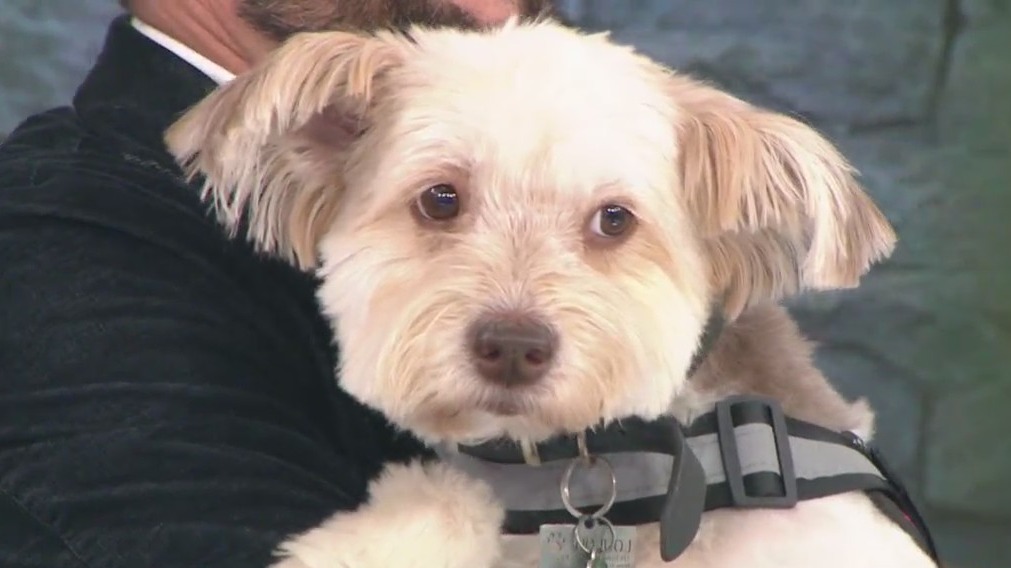 Celebrating International Dog Day – PIX11